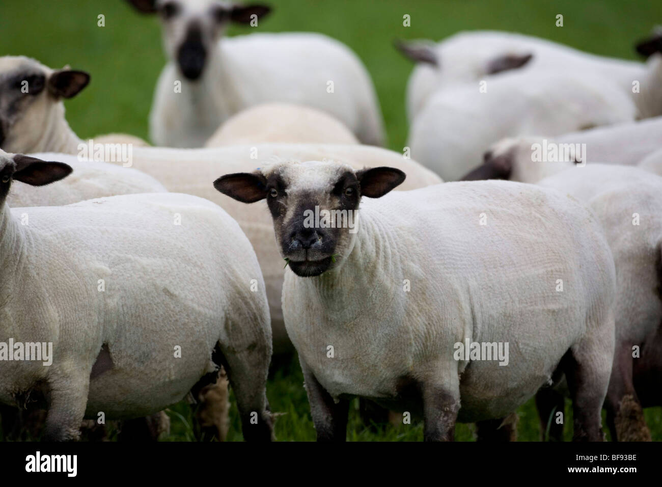 Farmer Henry Edmunds 1000 acre Cholderton Estate. A herd of Hampshire ...