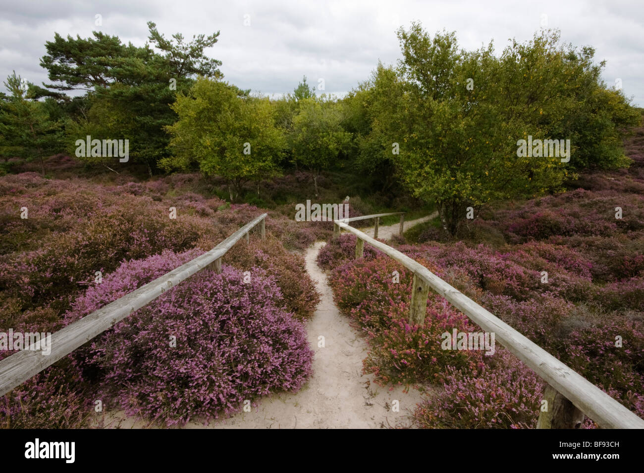 Heather walkway hi-res stock photography and images - Alamy