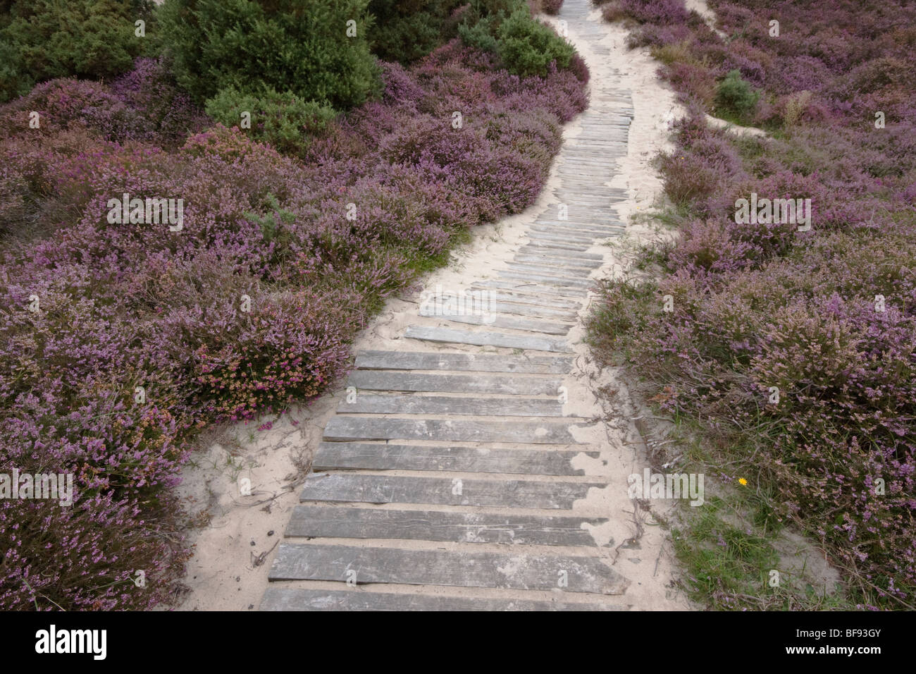 Heather walkway hi-res stock photography and images - Alamy