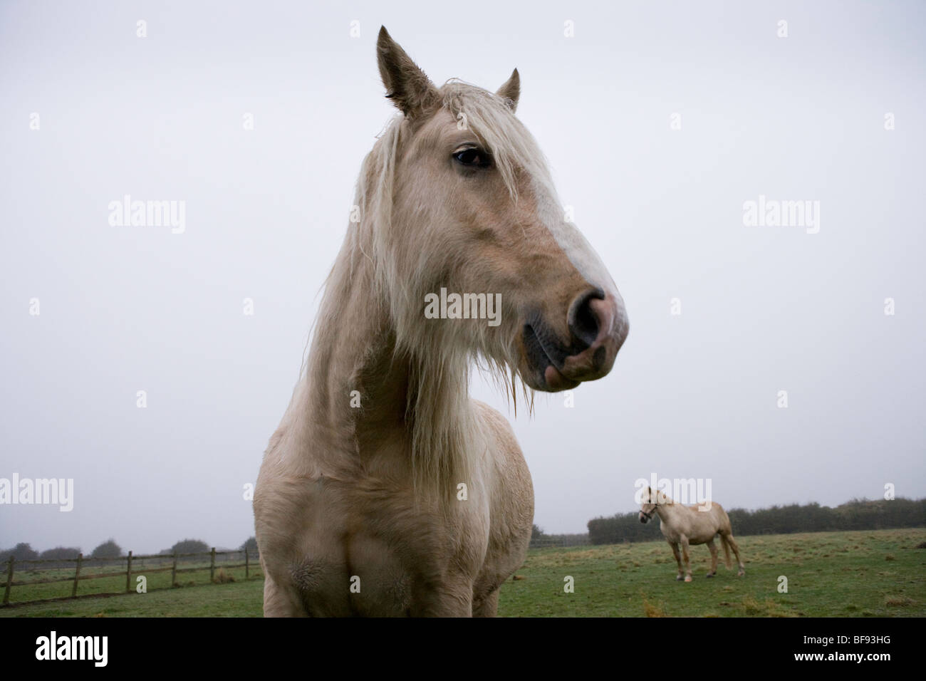 Horses Imogen. Far Oakridge. Gloucestershire. United Kingdom Stock ...