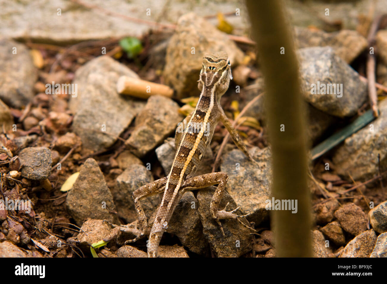 Female Garden Lizard Stock Photo - Alamy