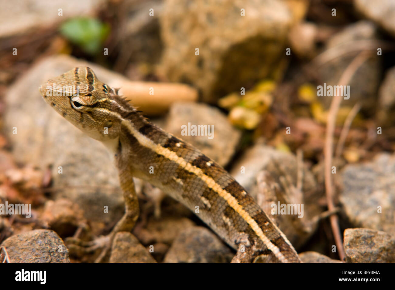 Female Garden Lizard Stock Photo - Alamy