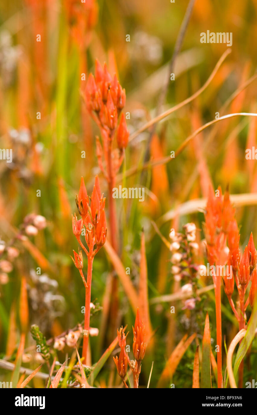 Bog Asphodel Narthecium ossifragum Stock Photo - Alamy