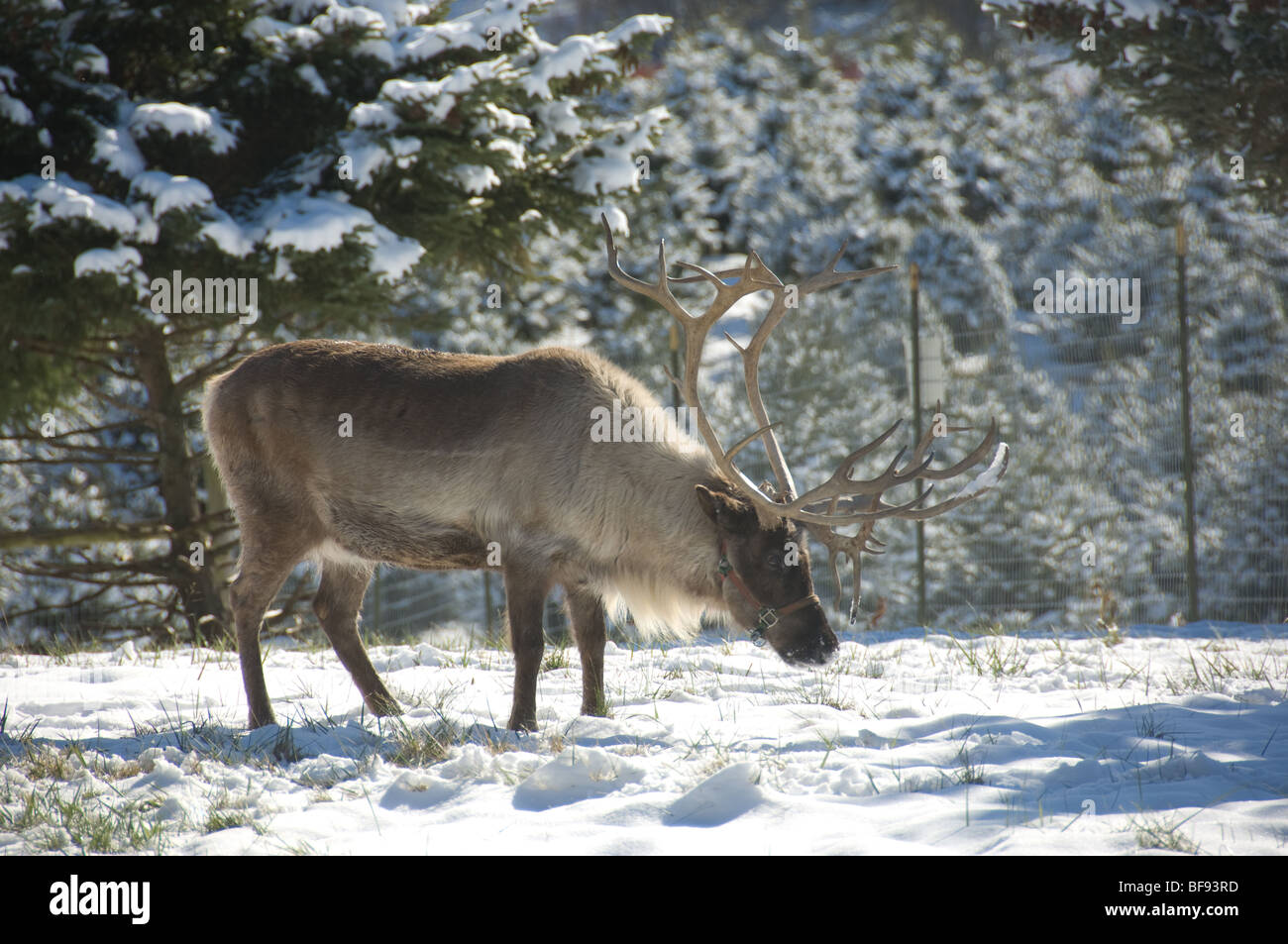 Reindeer at Christmas Tree farm Stock Photo - Alamy