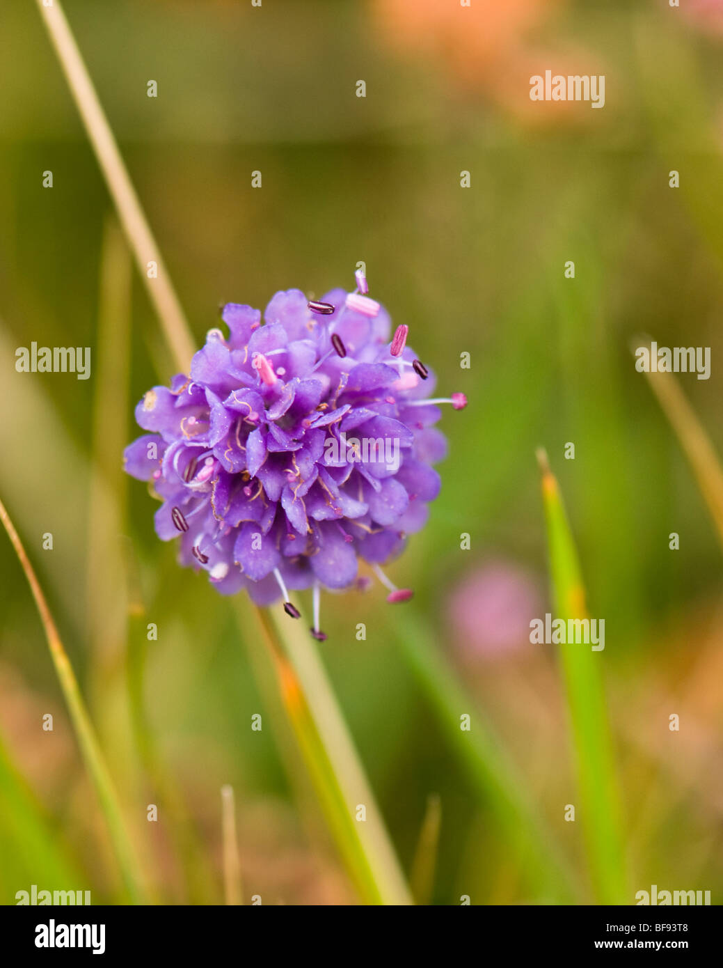 Growing scabious hi-res stock photography and images - Alamy