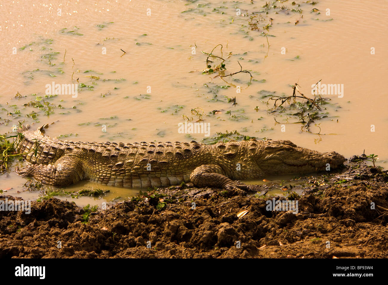 Crocodiles sleeping hi-res stock photography and images - Alamy