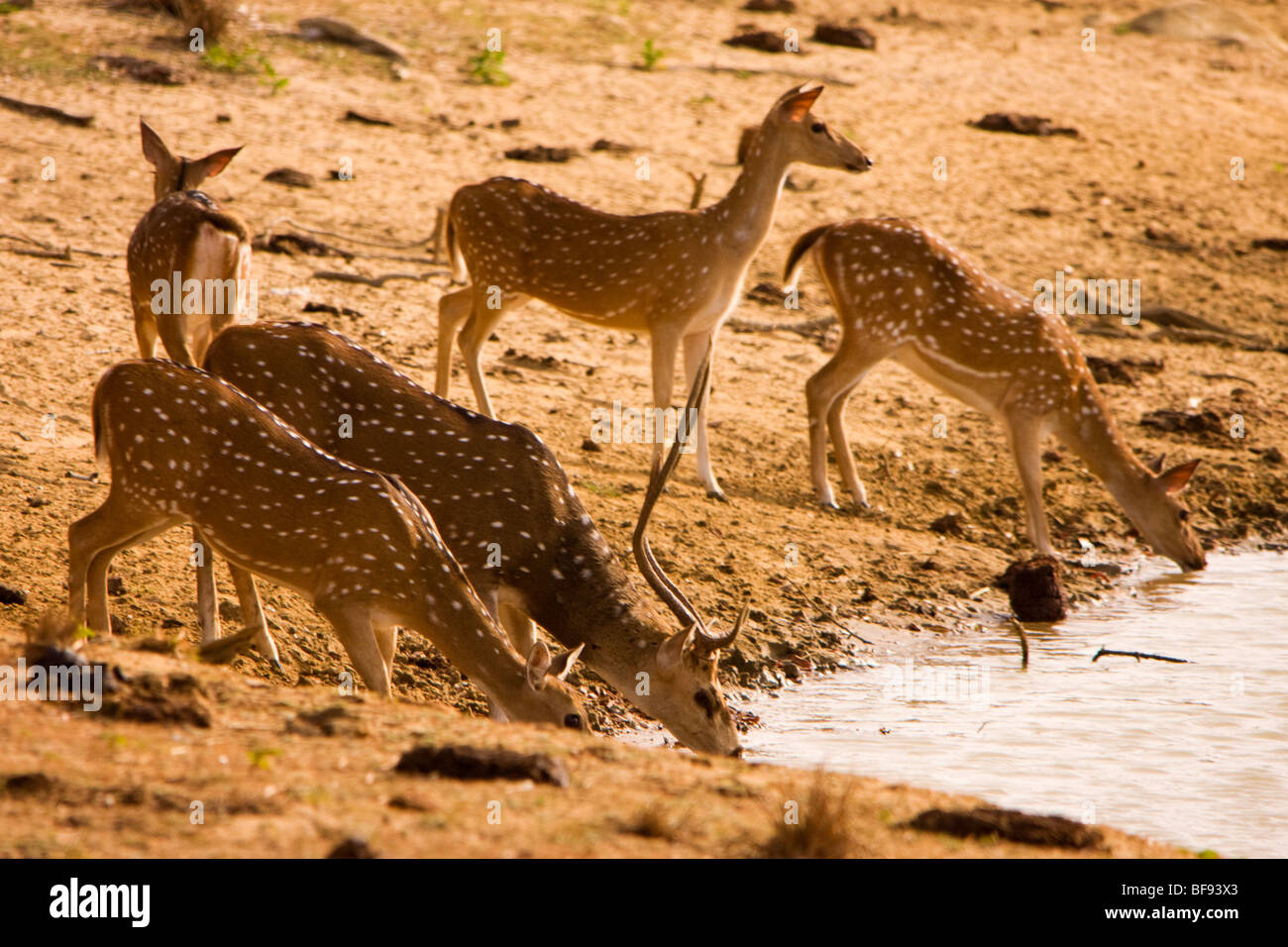 Deer drinking stream hi-res stock photography and images - Alamy