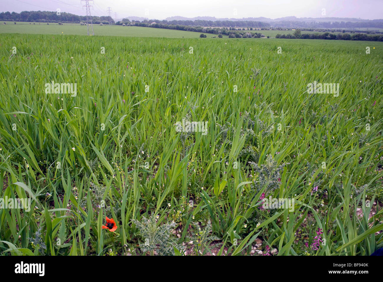 Farmer Henry Edmunds 1000 acre Cholderton Estate, Wiltshire Stock Photo ...
