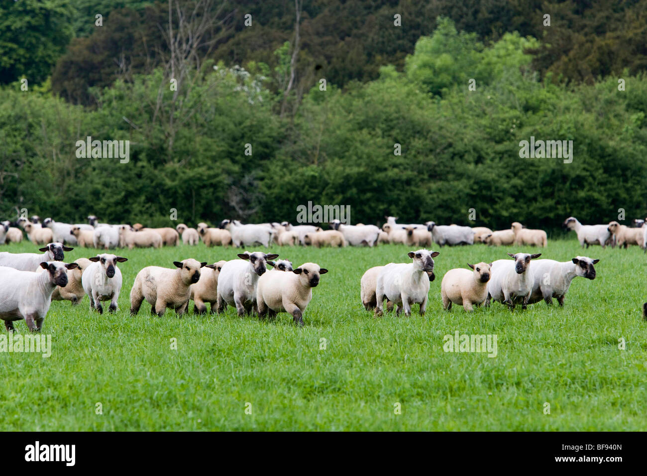 Henry Edmunds 1000 acre Cholderton Estate, Wiltshire and herd of ...