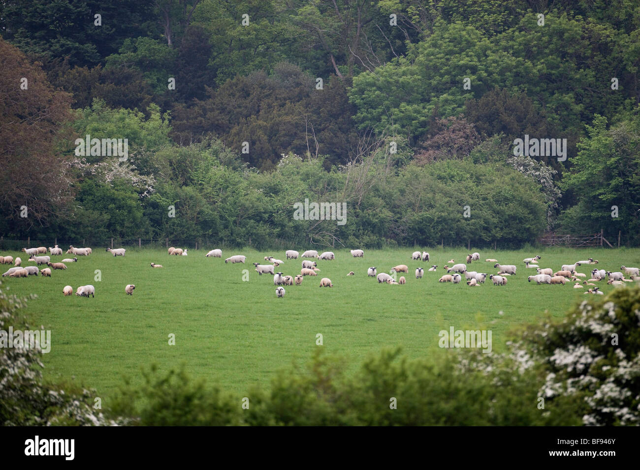 Farmer Henry Edmund's 1000 acre Cholderton Estate, Wiltshire and herd ...