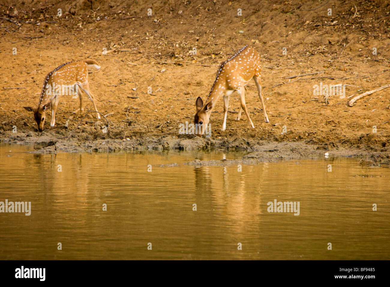 Doe and Fawn drinking water Stock Photo - Alamy