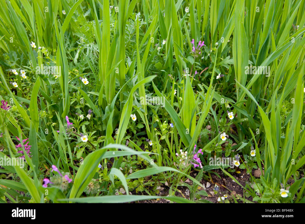 Farmer Henry Edmunds 1000 acre Cholderton Estate, Wiltshire Stock Photo ...