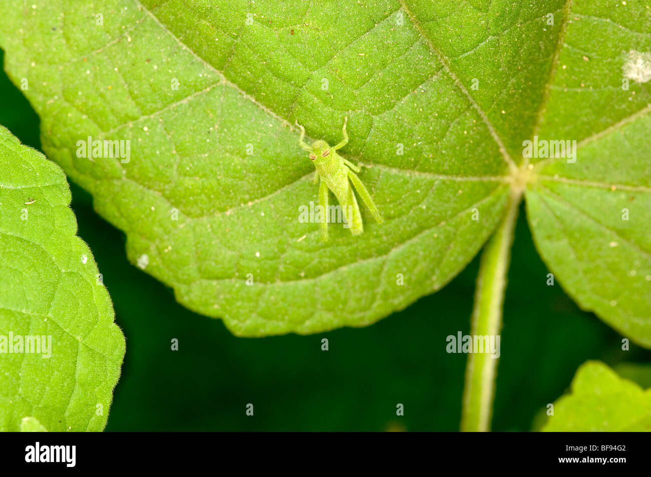 Elephant Ear Plant with insect Stock Photo - Alamy
