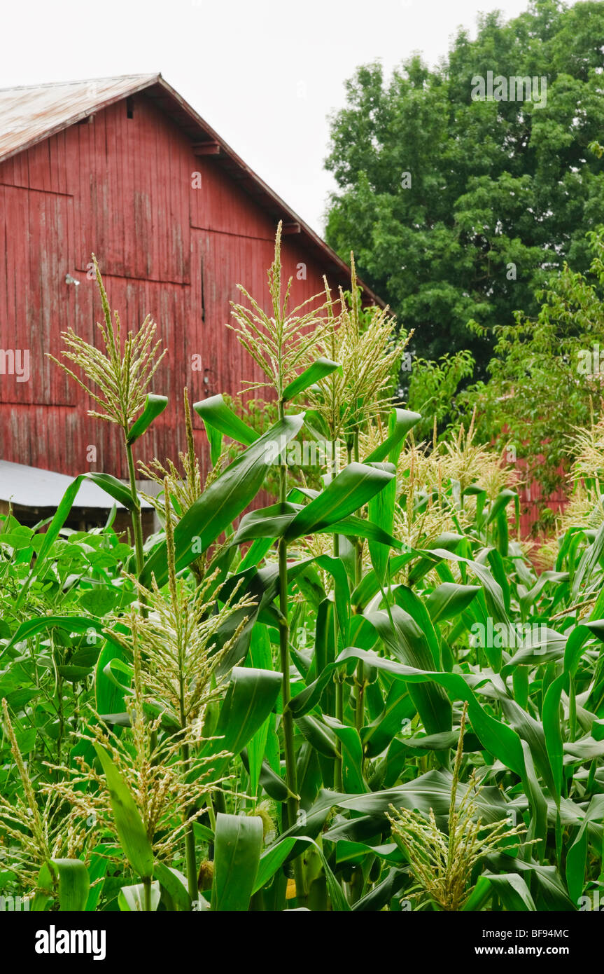 Red barn with corn hi-res stock photography and images - Alamy