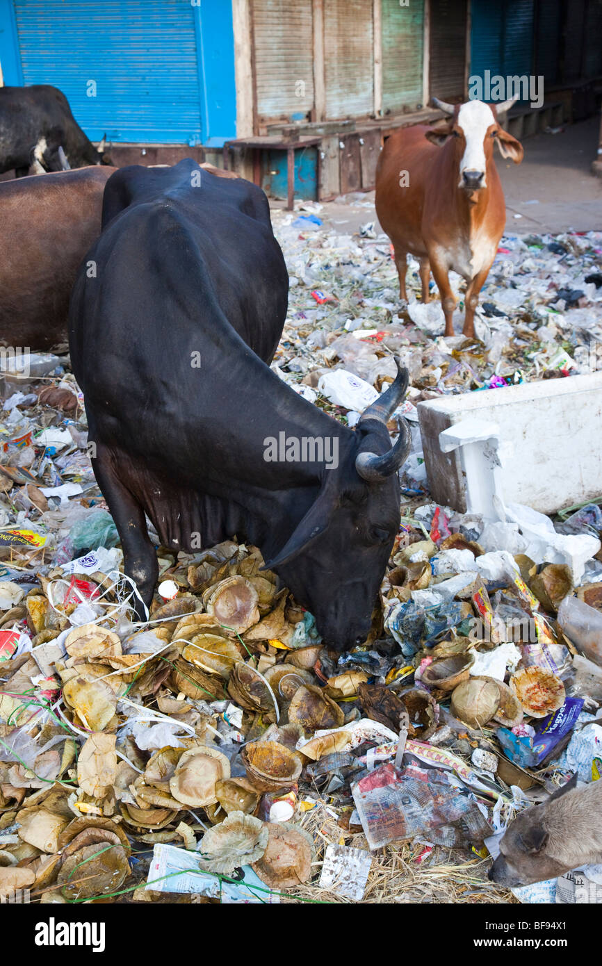 Cows eating garbage on the street in Ajmer in Rajasthan India Stock ...