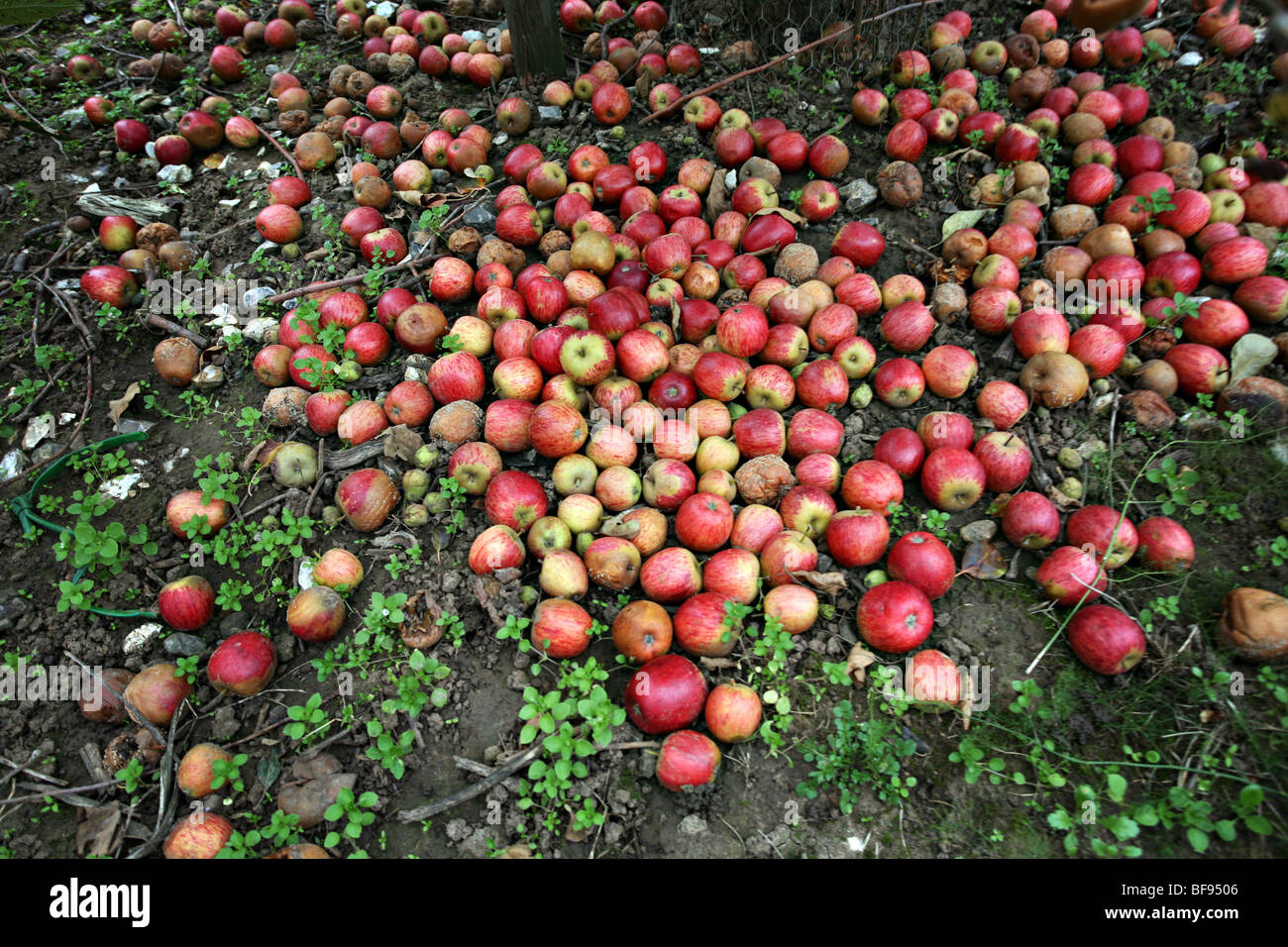 Pile of rotten apples hi-res stock photography and images - Alamy
