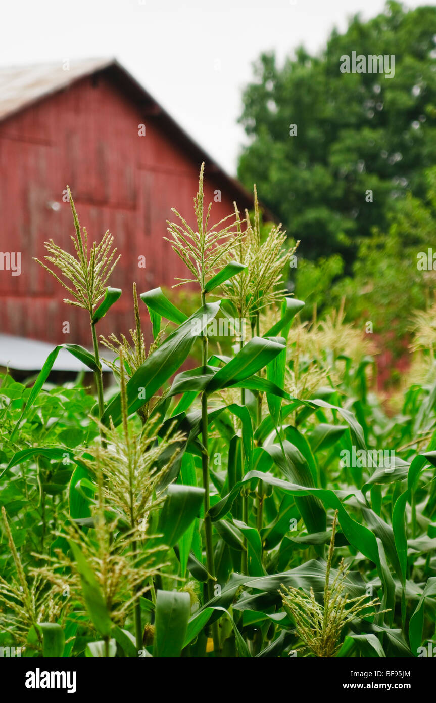 Corn grows in front of an old red barn Stock Photo - Alamy