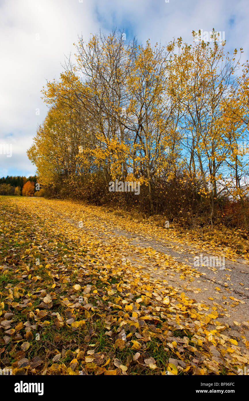 Trees with yellow folio by the road in autumn country with blue, partly ...