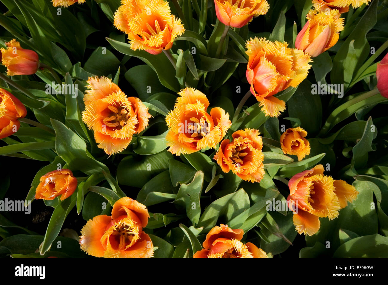 Fringed tulips hi-res stock photography and images - Alamy