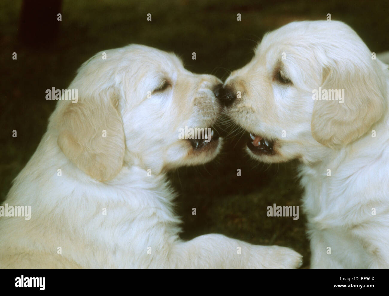 Two Golden Retriever pups "kissing Stock Photo - Alamy
