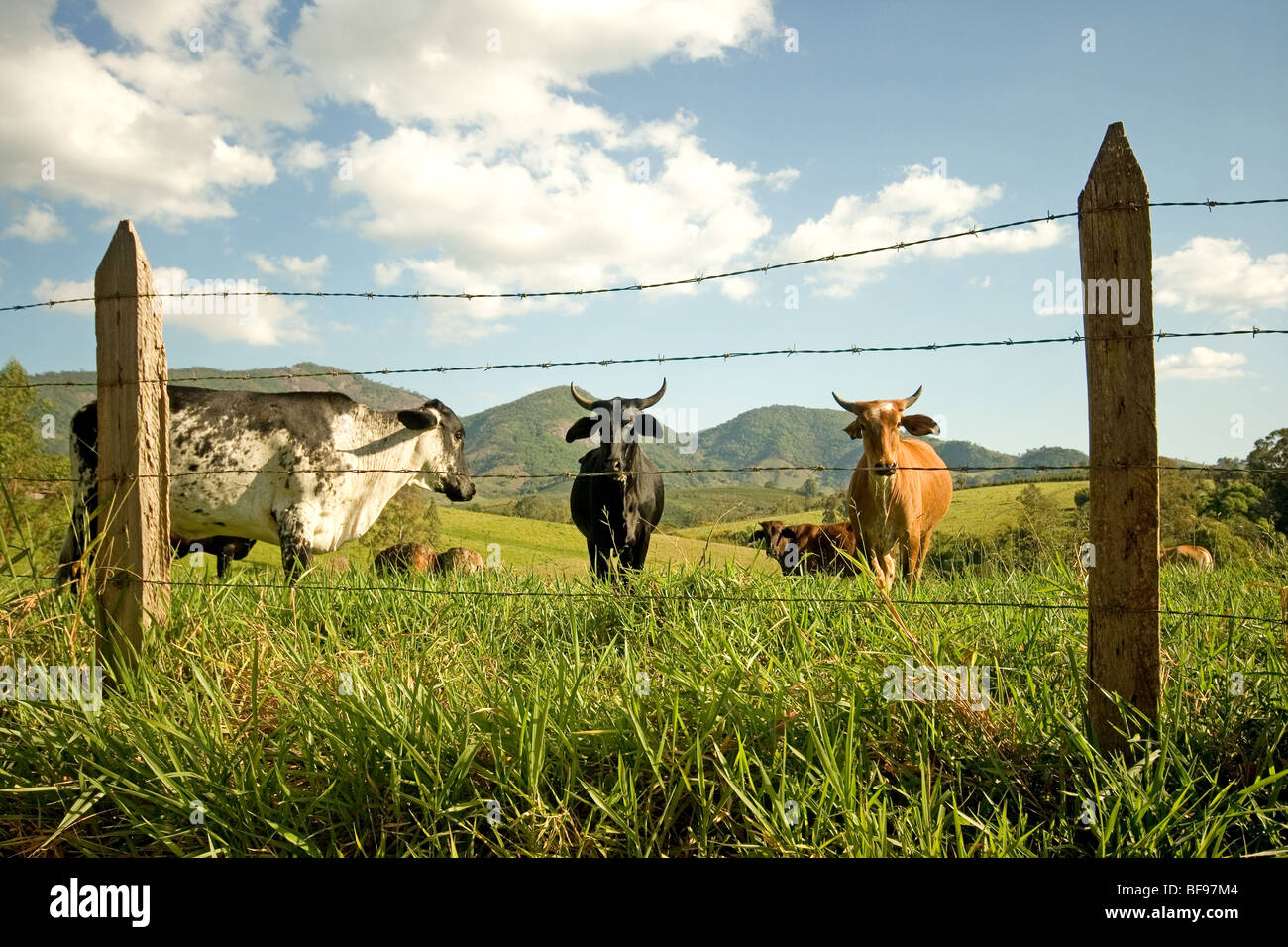 Herd of cattle pasturing Stock Photo - Alamy