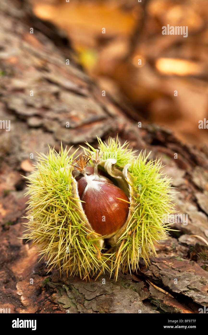 Sweet chestnuts (Castanea Sativa) on woodland floor, England UK Stock ...