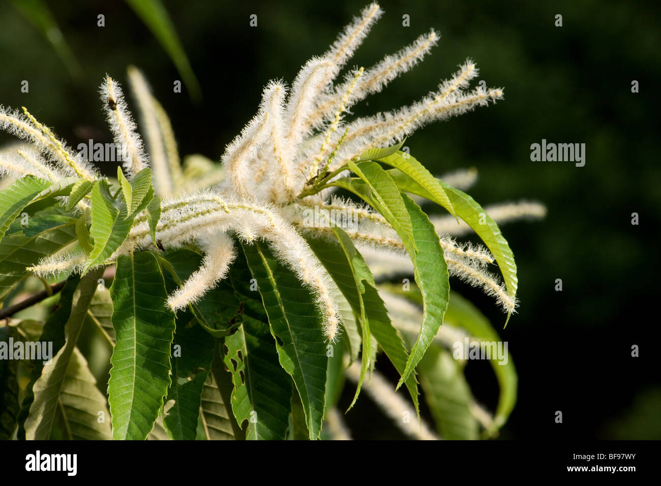 Castanea sativa (Sweet chestnut), tree in bloom Stock Photo - Alamy