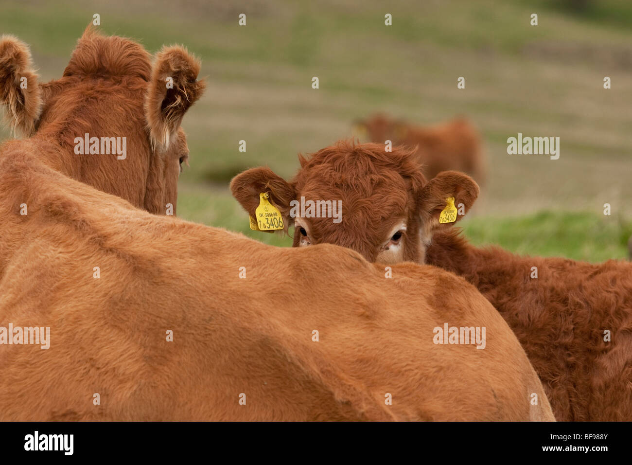 British Limousin cow with calf, England UK Stock Photo - Alamy