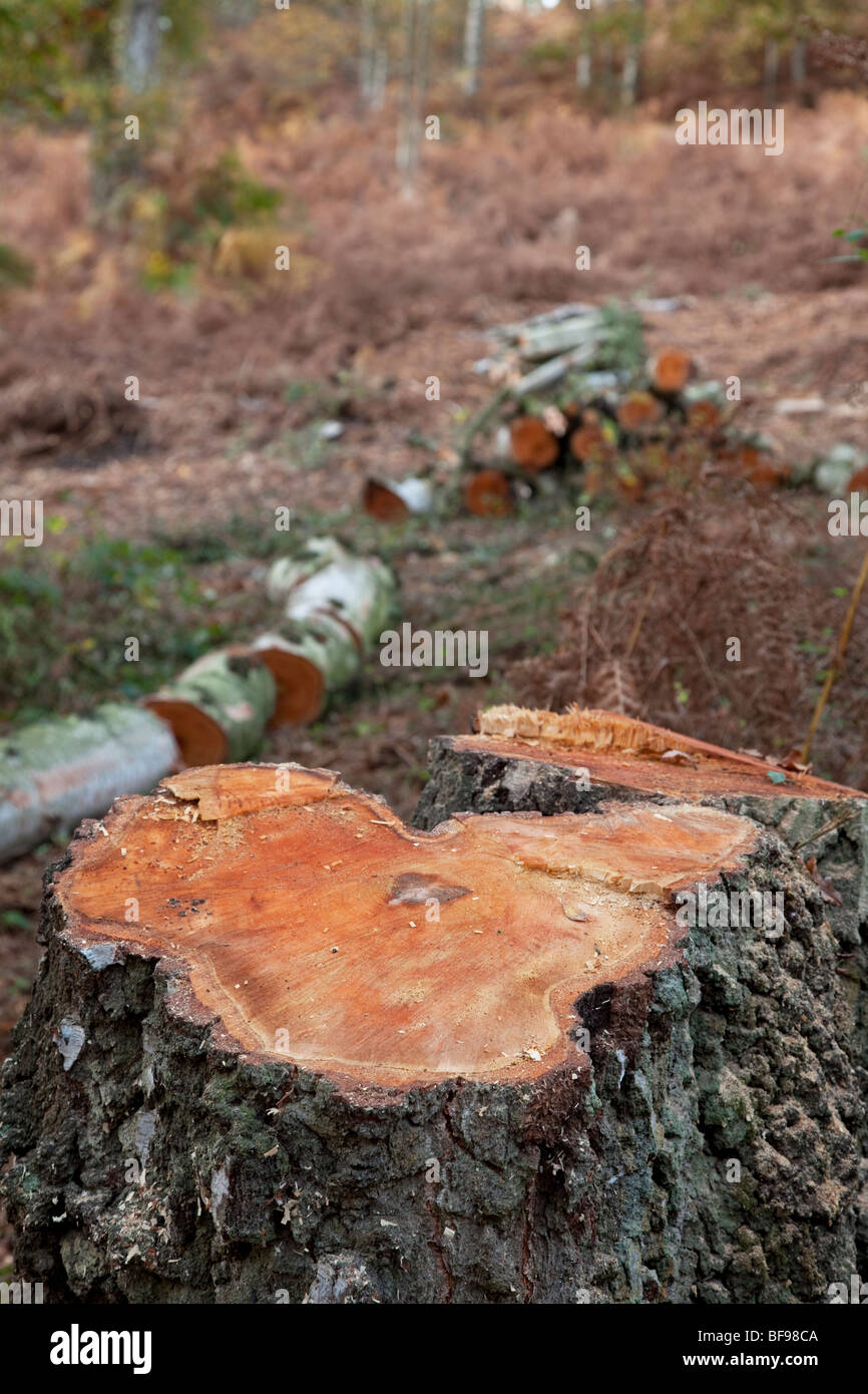 Silver birch Coppicing, England, UK Stock Photo - Alamy