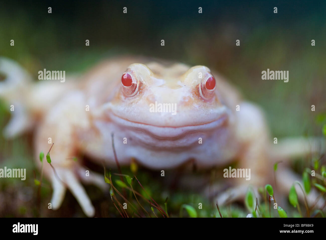 Albino common frog, England, UK Stock Photo - Alamy