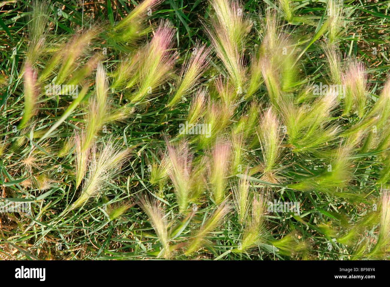 Foxtail barley, a hairy grain like weed that grows in the high arctic ...