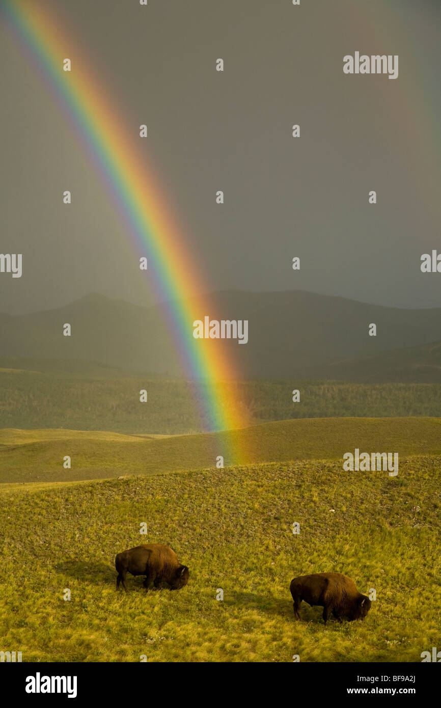 rainbow and grazing bison, Waterton Lakes National Park, Alberta ...