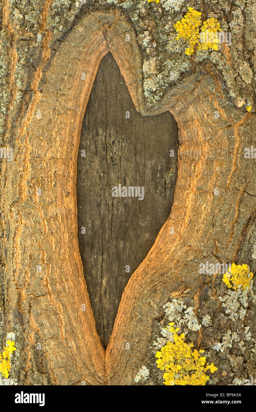 Tree node with a shape of an heart Stock Photo - Alamy