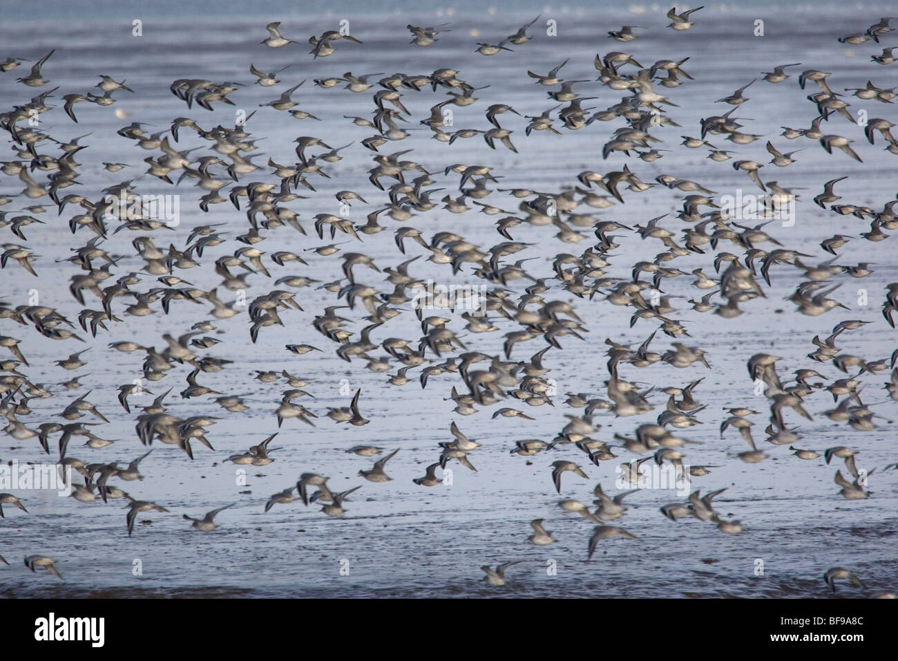 High tide roosting flock of Knot over Snettisham, Norfolk Stock Photo ...