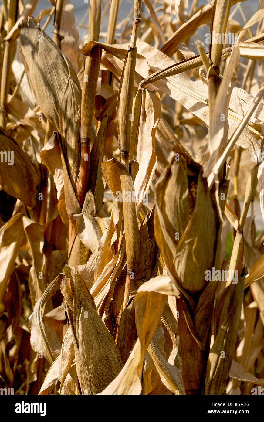 Ohio dried corn stalks in the Fall standing in the field Stock Photo ...