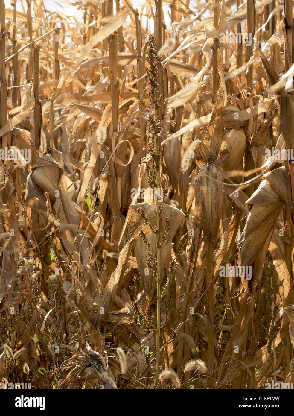 Corn in fall hi-res stock photography and images - Alamy