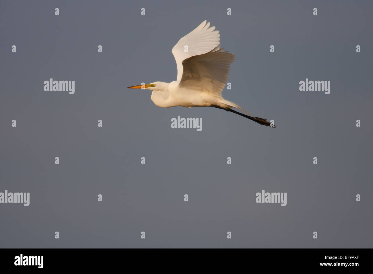 Great Egret (Ardea alba modesta), Eastern subspecies, in flight over a ...