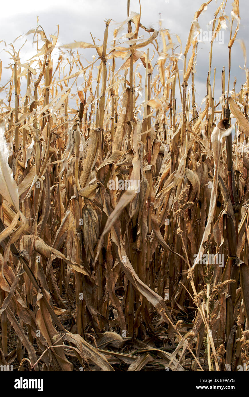 Ohio dried corn stalks in the Fall standing in the field Stock Photo ...