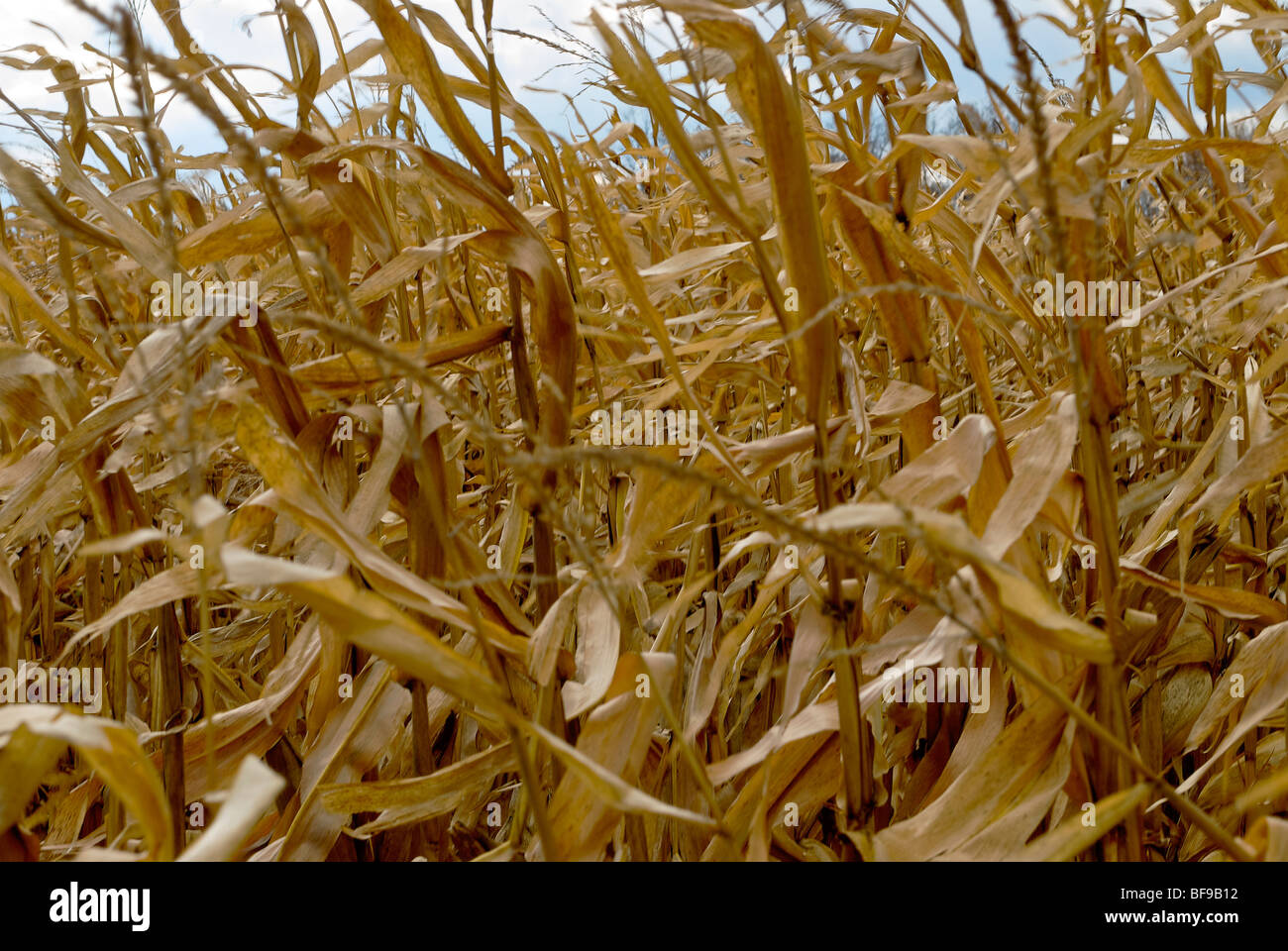 Ohio dried corn stalks in the Fall standing in the field Stock Photo ...
