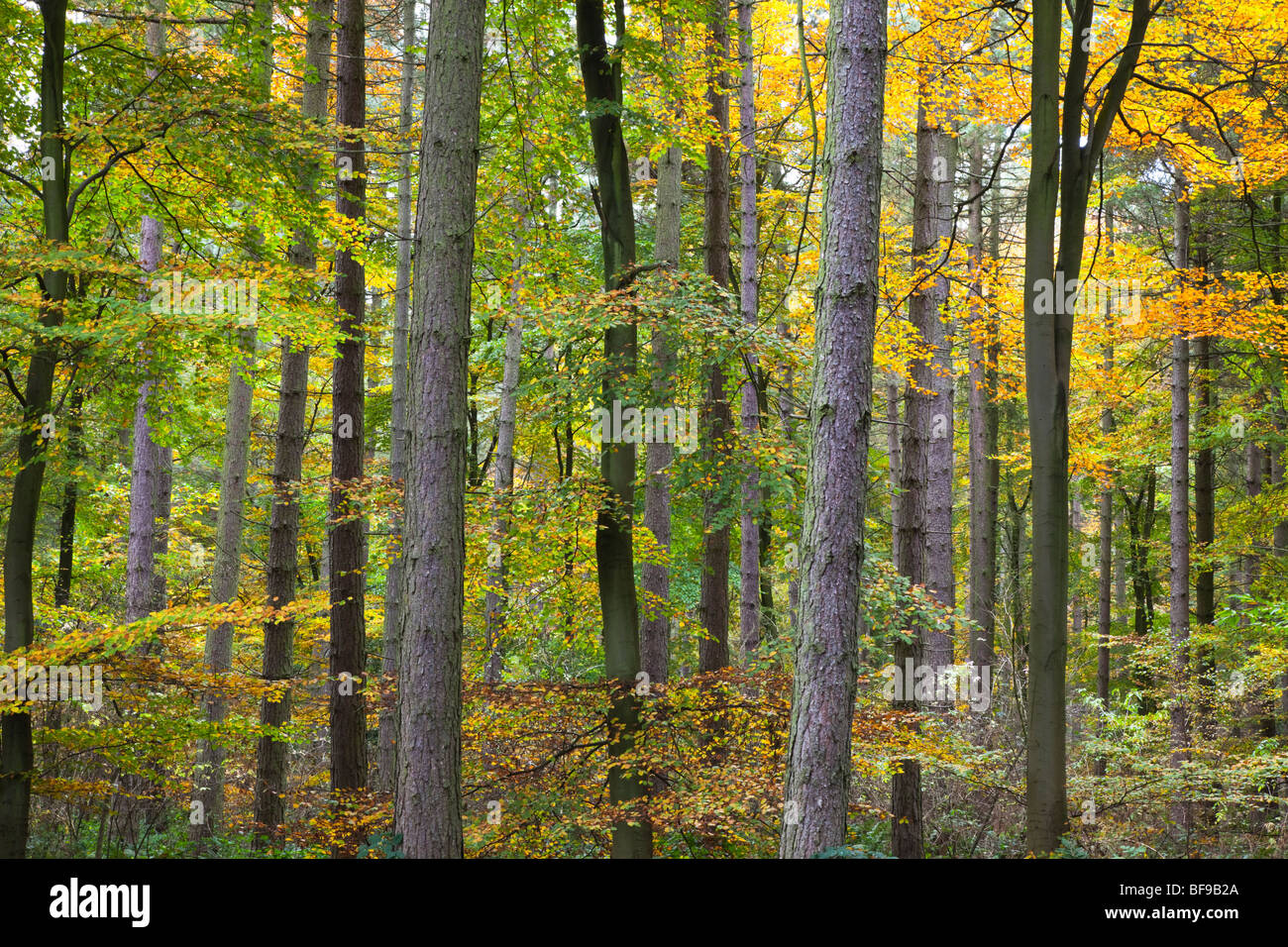 Beech and conifer wood at autumn time, England, UK Stock Photo - Alamy