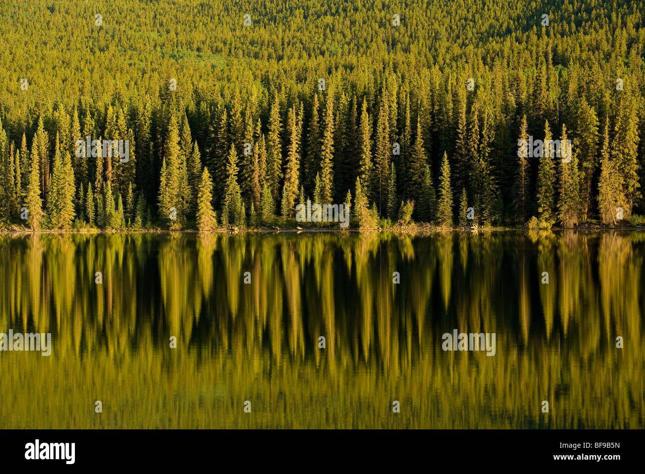 Lodge pole pine trees hi-res stock photography and images - Alamy