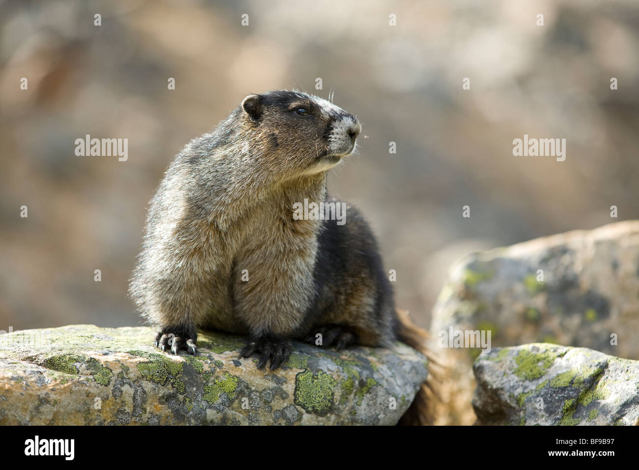 Jasper national park wildlife hi-res stock photography and images - Alamy