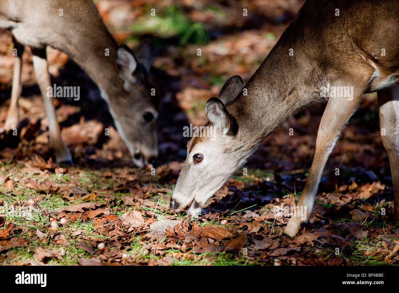 White Tailed Deer feeding on Skyline Drive in Virginia Stock Photo - Alamy