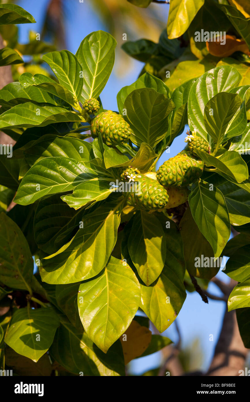 Noni plant hi-res stock photography and images - Alamy