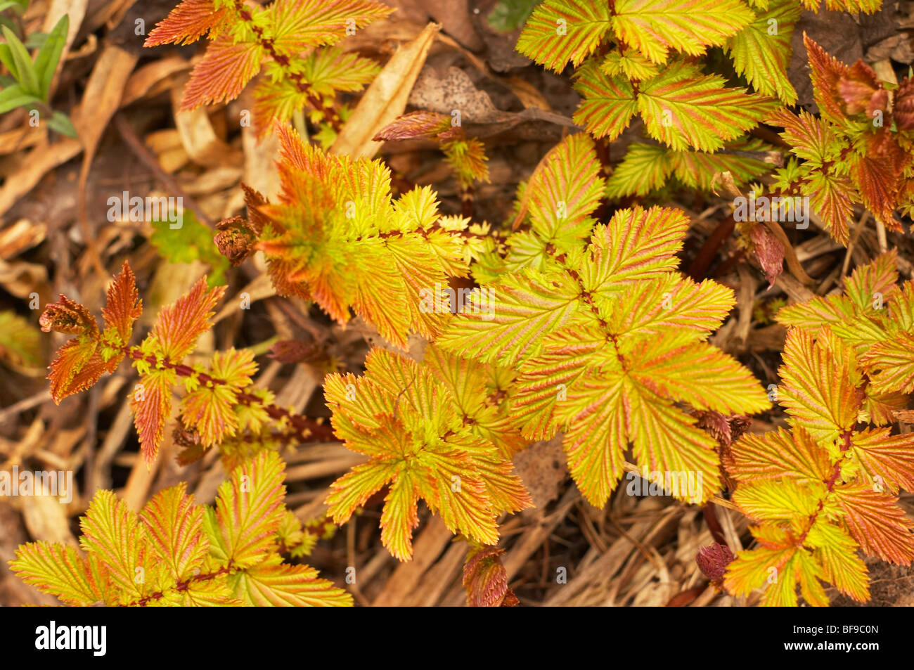 Colored grass background Stock Photo - Alamy