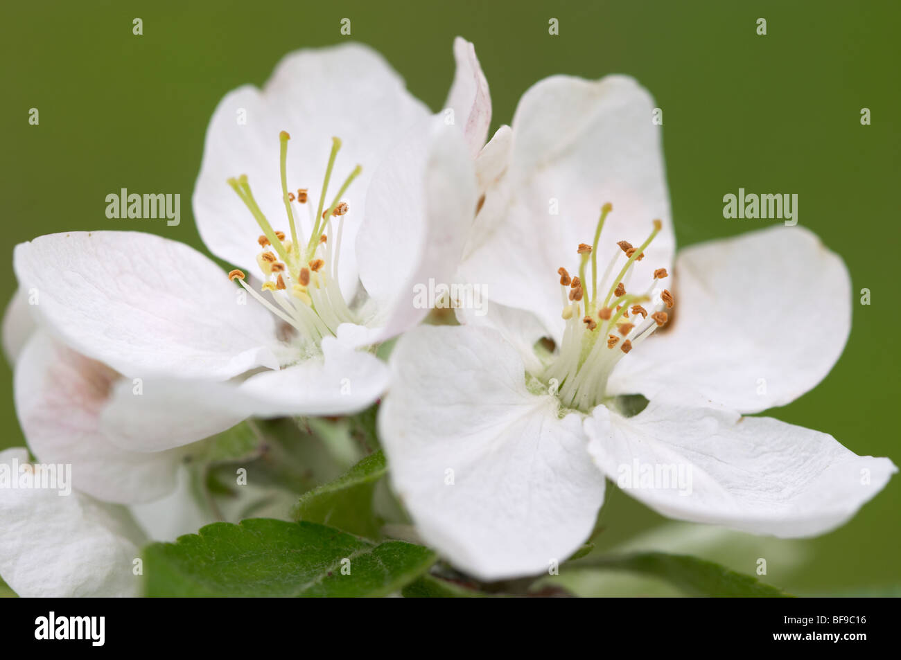Florification High Resolution Stock Photography and Images - Alamy