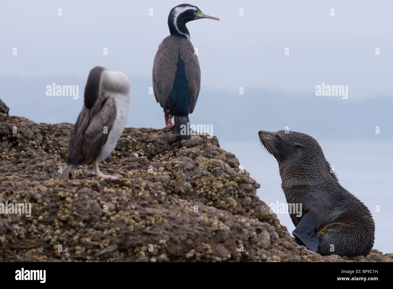 Spotted Shag (Phalacrocorax punctatus) and a New Zealand Fur Seal (Arctocephalus forsteri) at ...