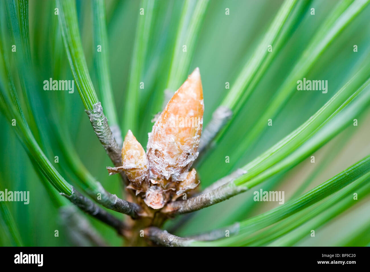 Pine bud hi-res stock photography and images - Alamy