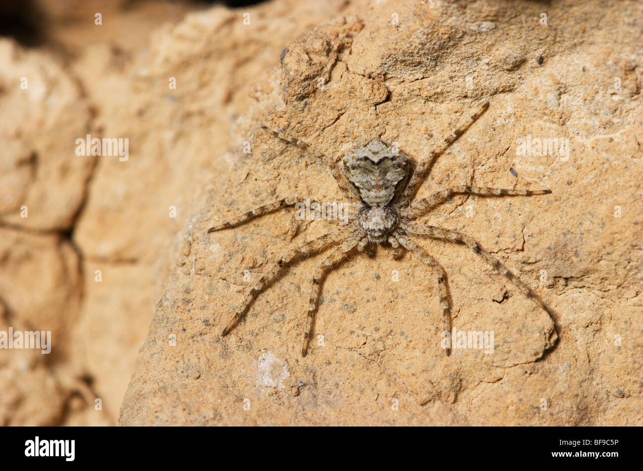 Mystical animal hi-res stock photography and images - Alamy