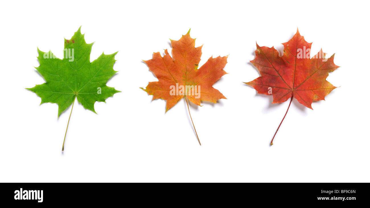 Three golden leaves white hi-res stock photography and images - Alamy